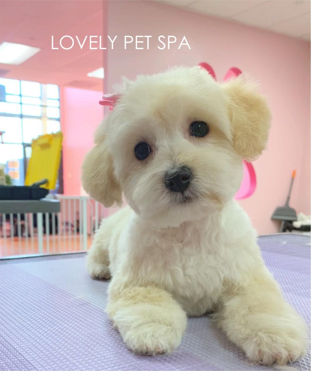 Home - Lovely Pet Spa - Montebello, California - EE.UU